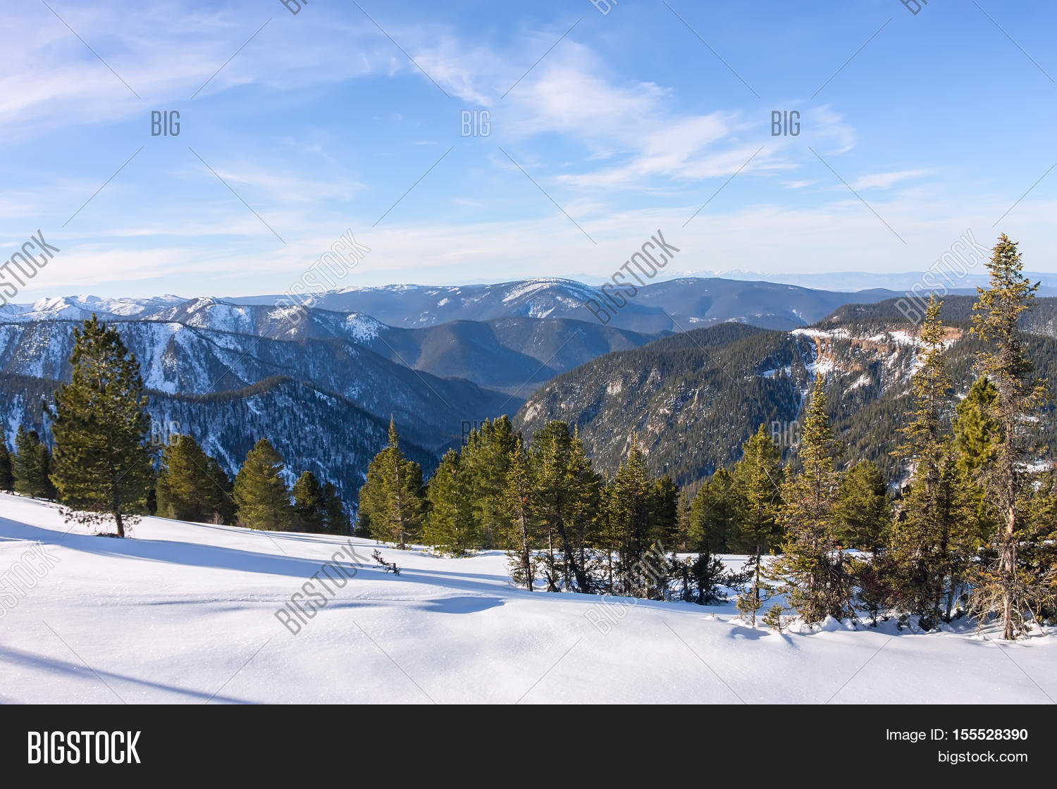 Softwoods Pine Trees Image & Photo (Free Trial) | Bigstock