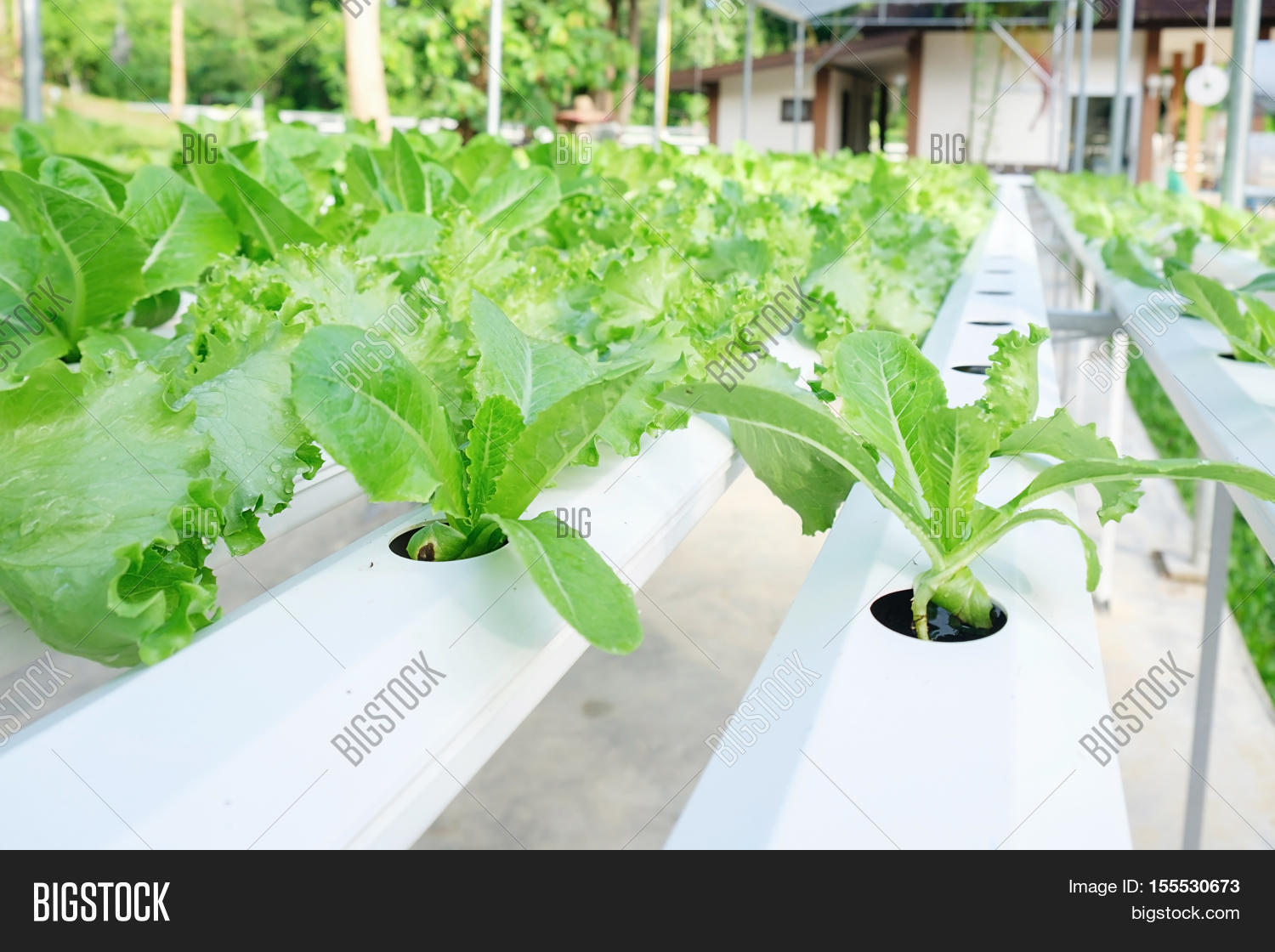 Hydroponics Method Image & Photo (Free Trial) | Bigstock
