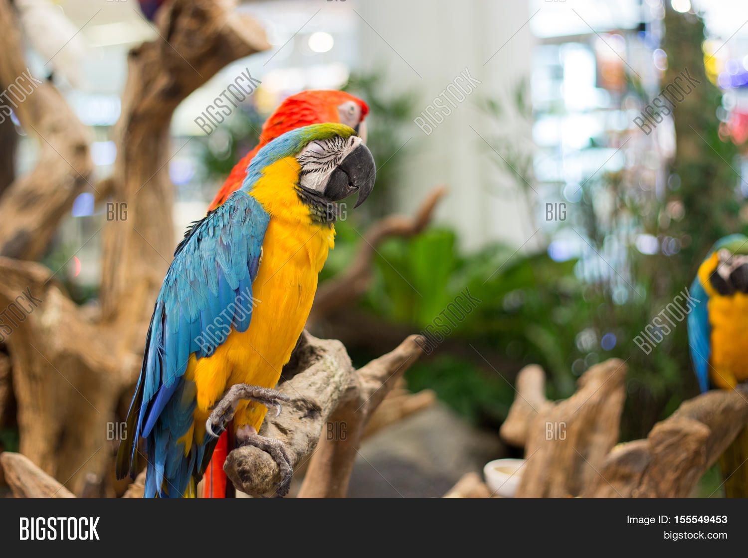 Parrot Sleeping On Image & Photo (Free Trial) | Bigstock