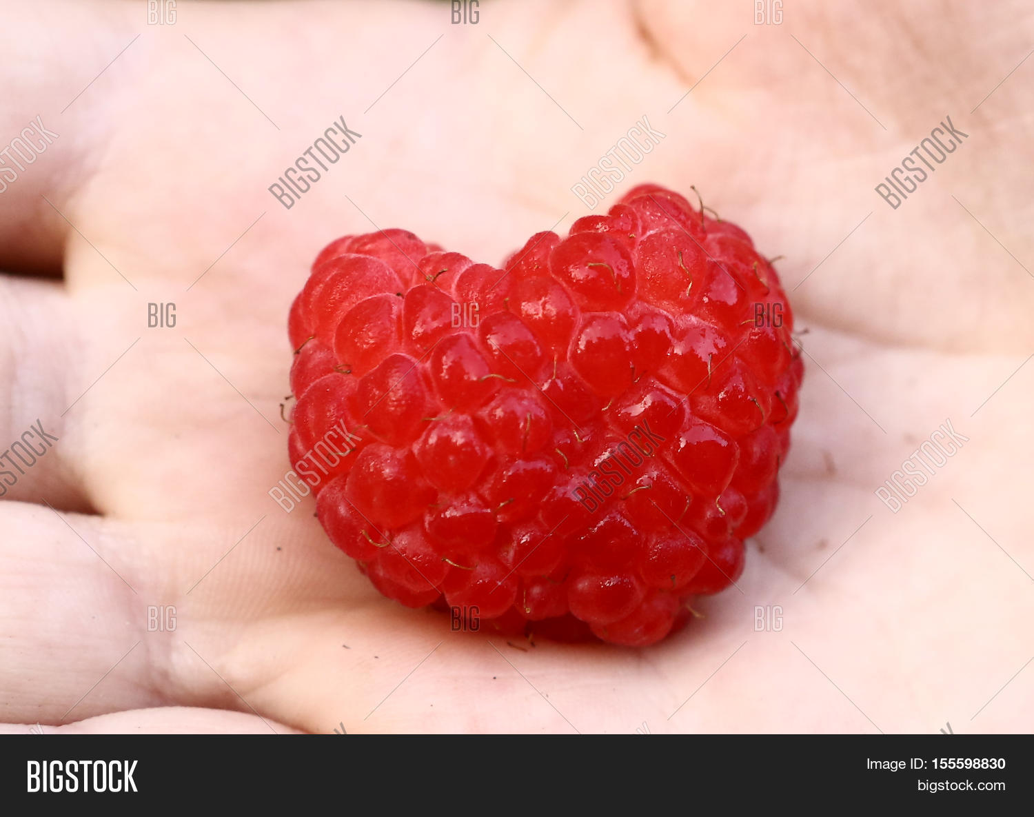 Ripe Huge Raspberry Image & Photo (Free Trial) | Bigstock
