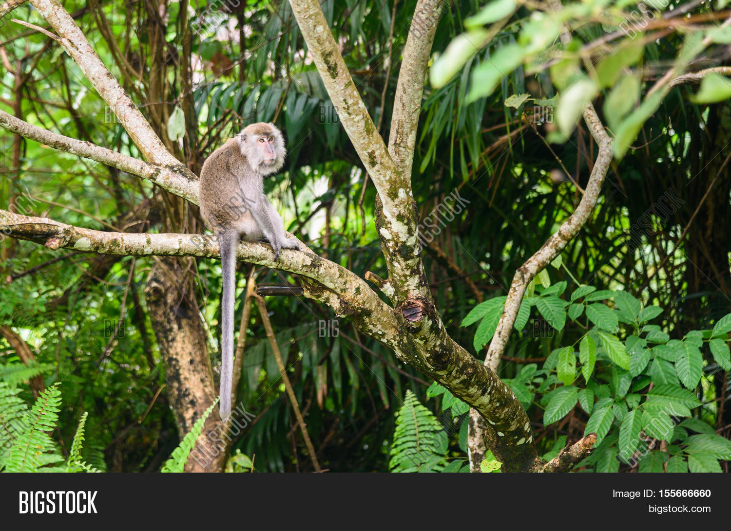 Macaque Monkey On Tree Image & Photo (Free Trial) | Bigstock