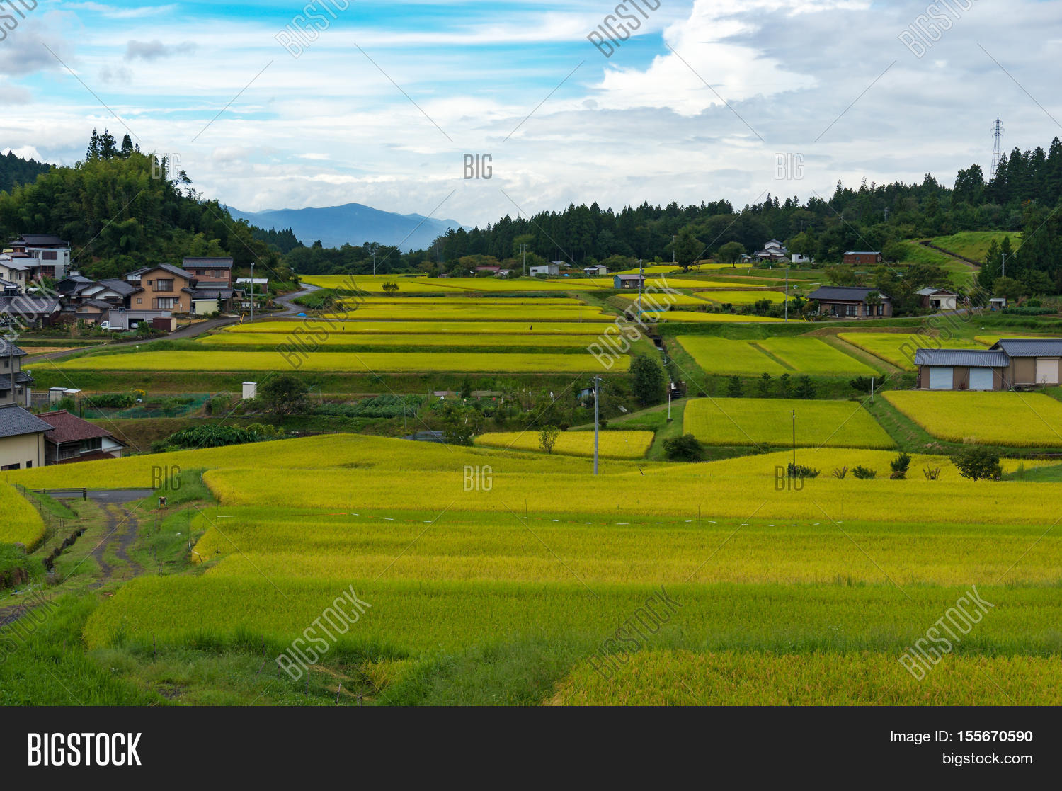 Japanese Rice Fields