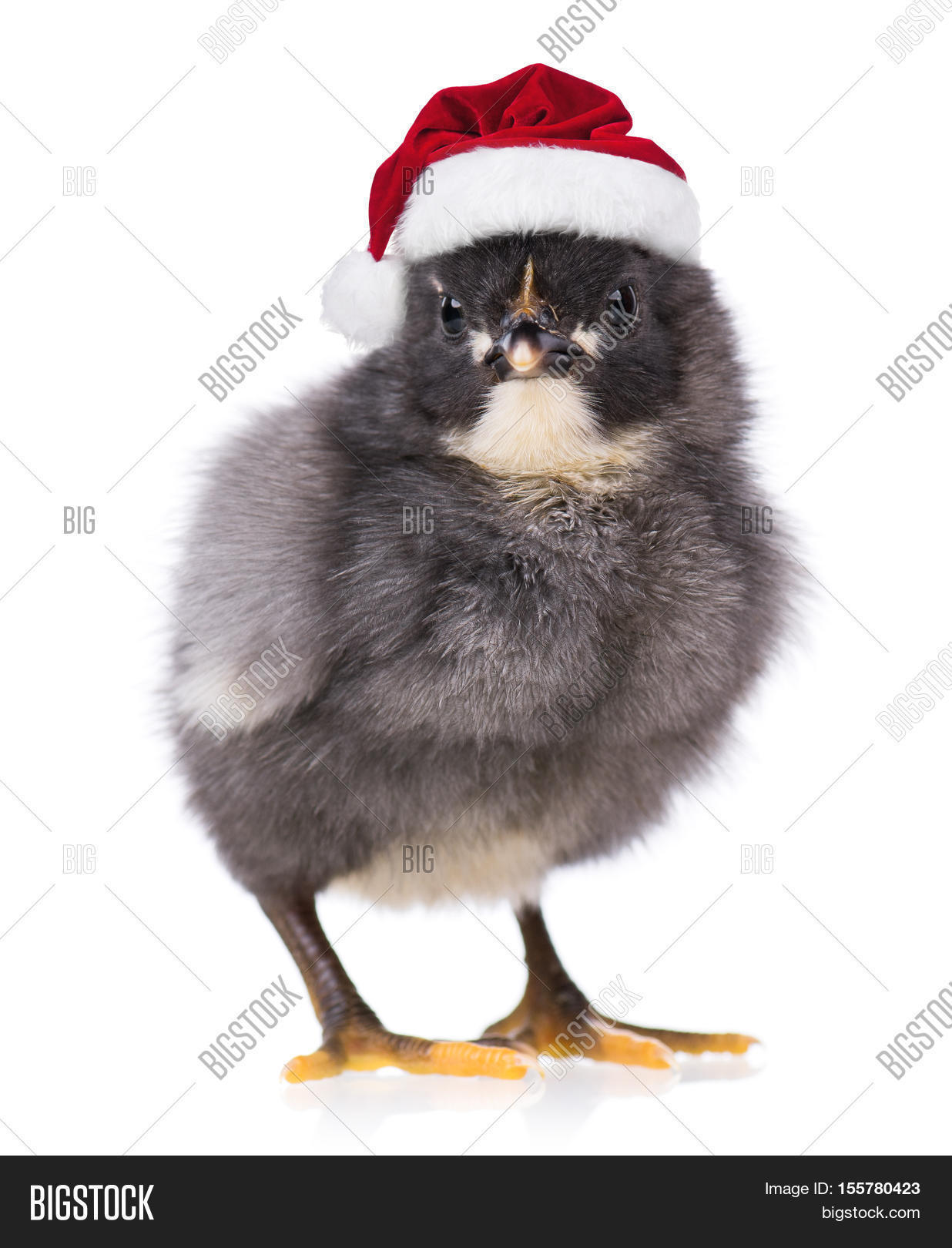Chicken With Santa Hat