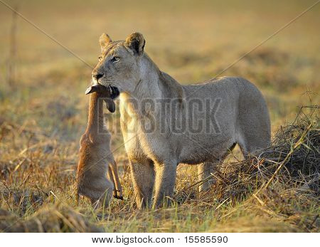 Lioness Prey Image & Photo (Free Trial) | Bigstock