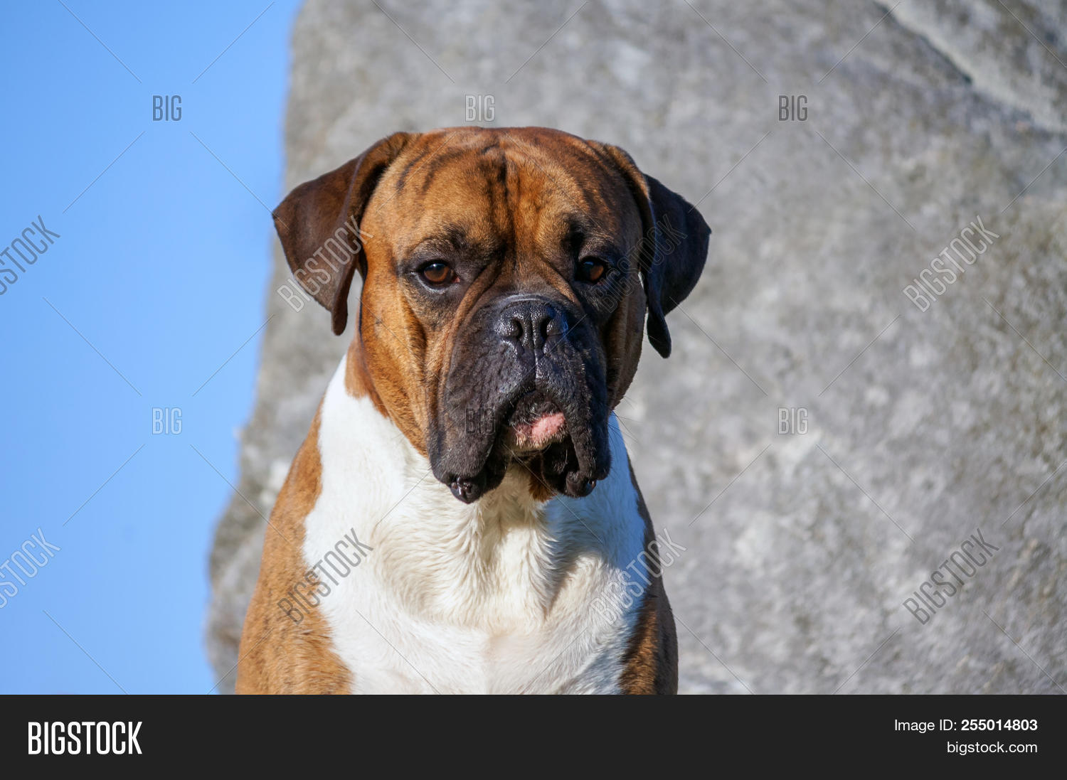 German Boxer Dog Breed