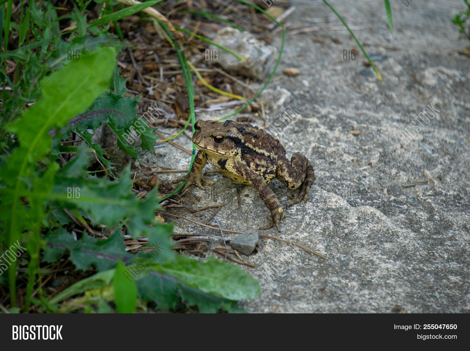 Greyish-brown Skin Image & Photo (Free Trial) | Bigstock