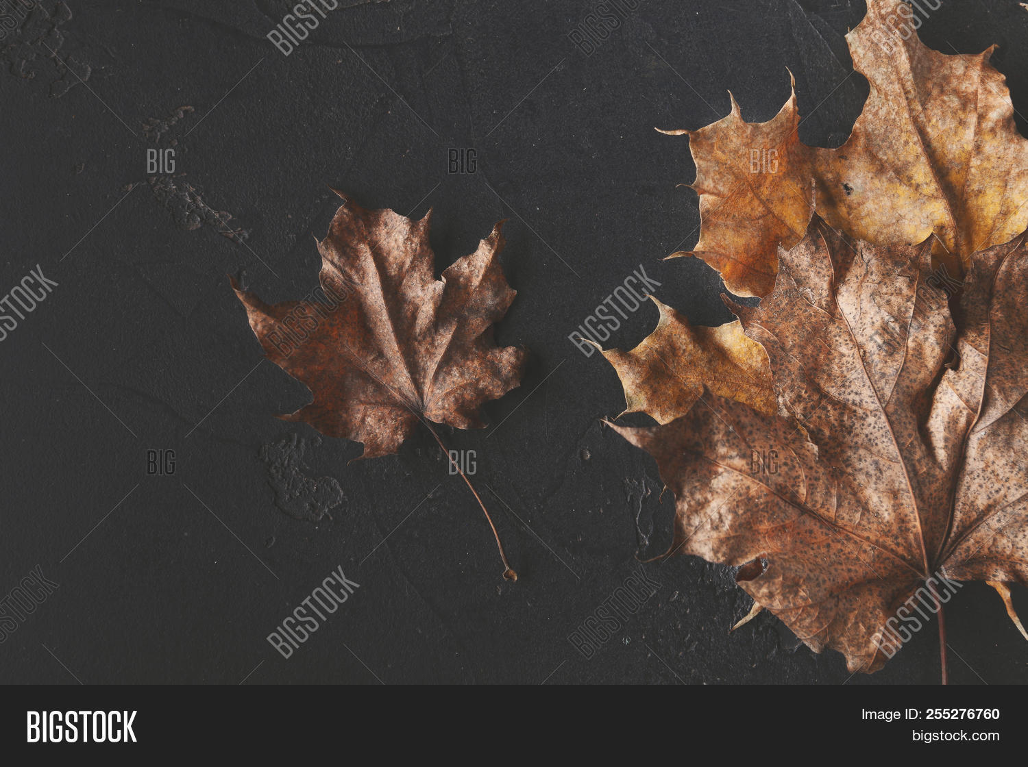 Fall Season Background Image & Photo (Free Trial) | Bigstock