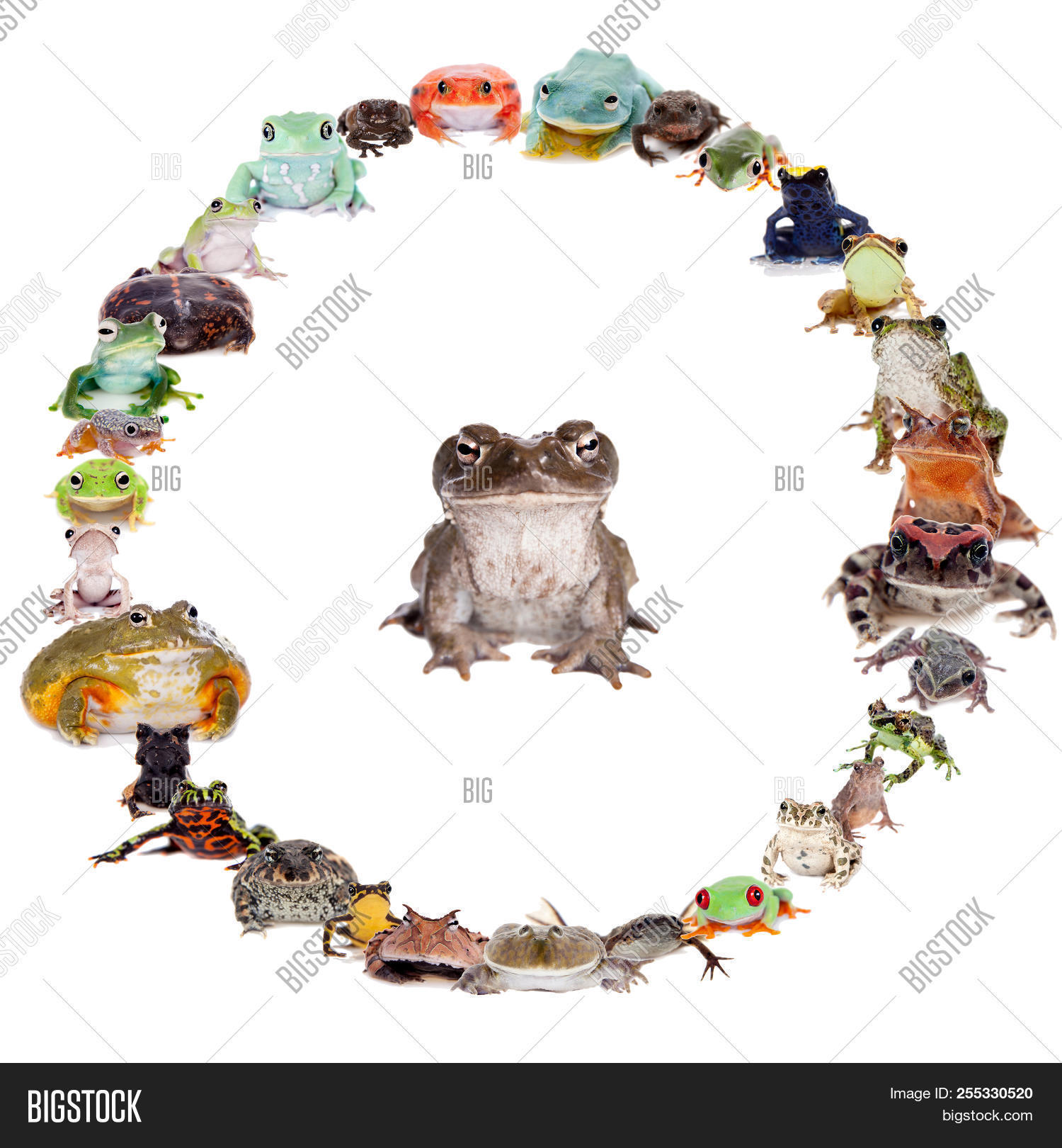 Different Species Image & Photo (Free Trial) | Bigstock