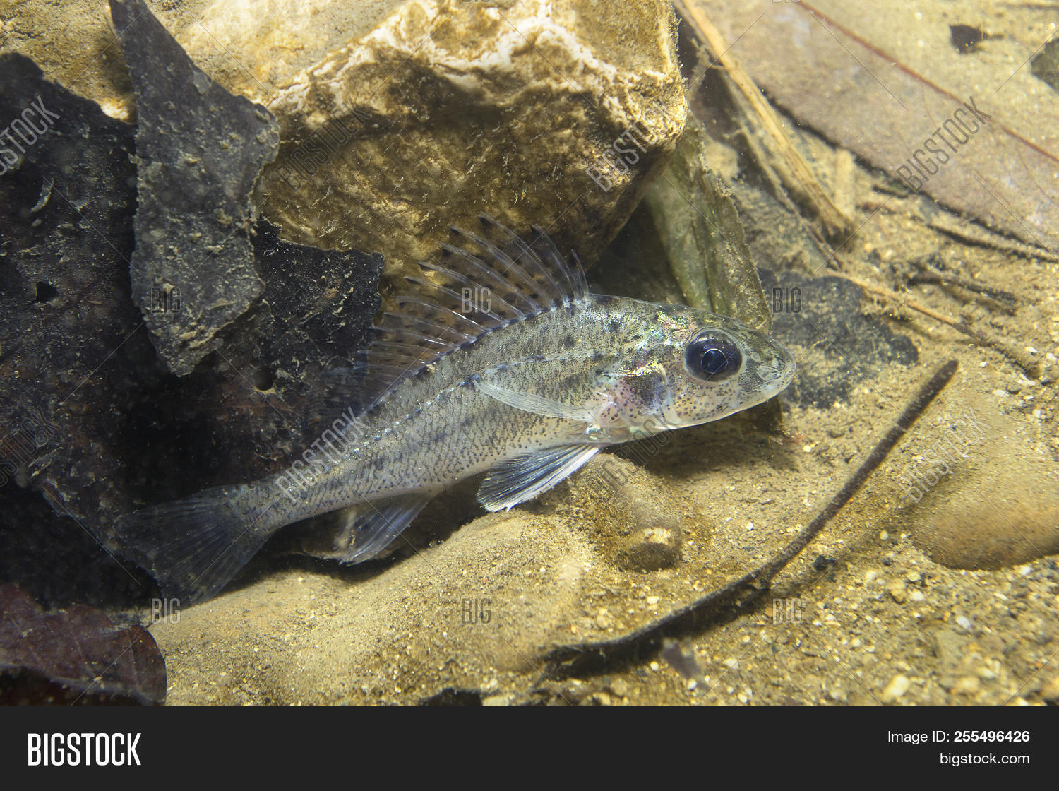 Freshwater Fish Ruffe Image & Photo (Free Trial) | Bigstock