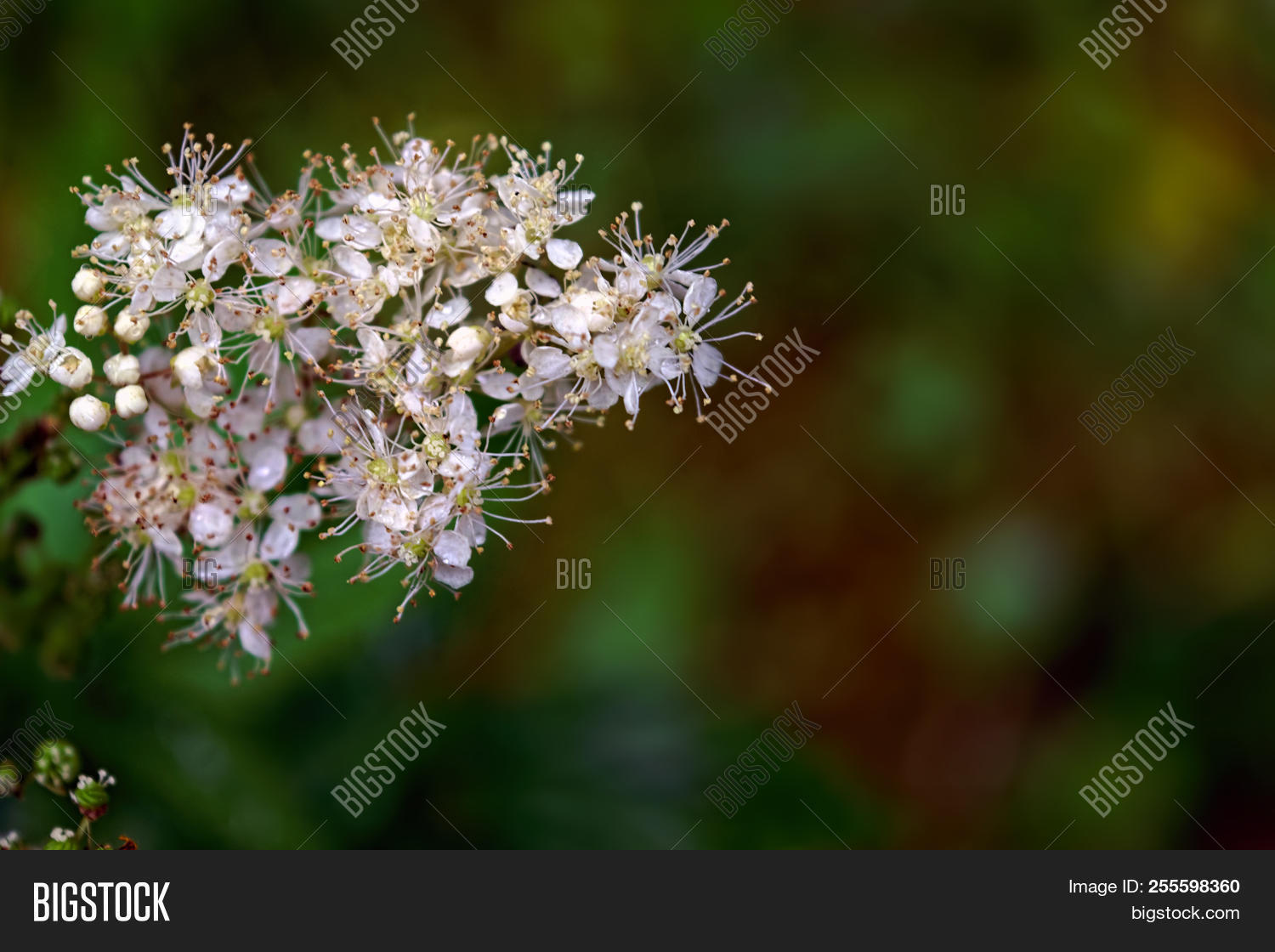 Meadowsweet Image & Photo (Free Trial) | Bigstock