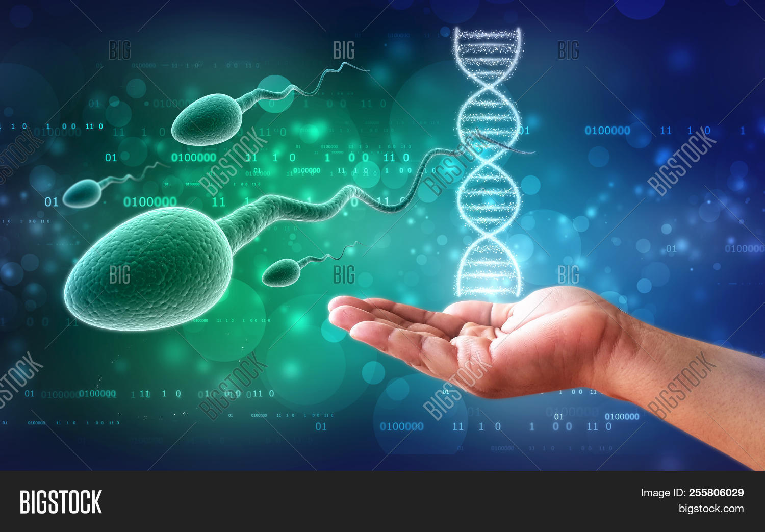 Human Sperm Cell Image & Photo (Free Trial) | Bigstock