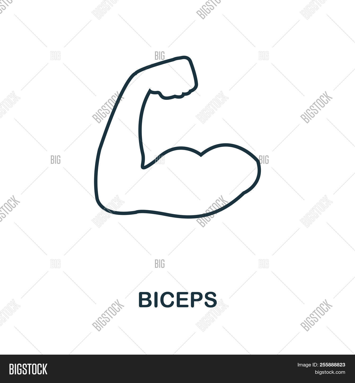 Biceps Outline Icon. Image & Photo (Free Trial) | Bigstock