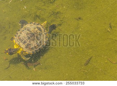Water Turtle Dirty Image & Photo (Free Trial) | Bigstock