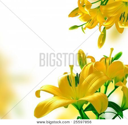Yellow Lilies Image & Photo (Free Trial) | Bigstock
