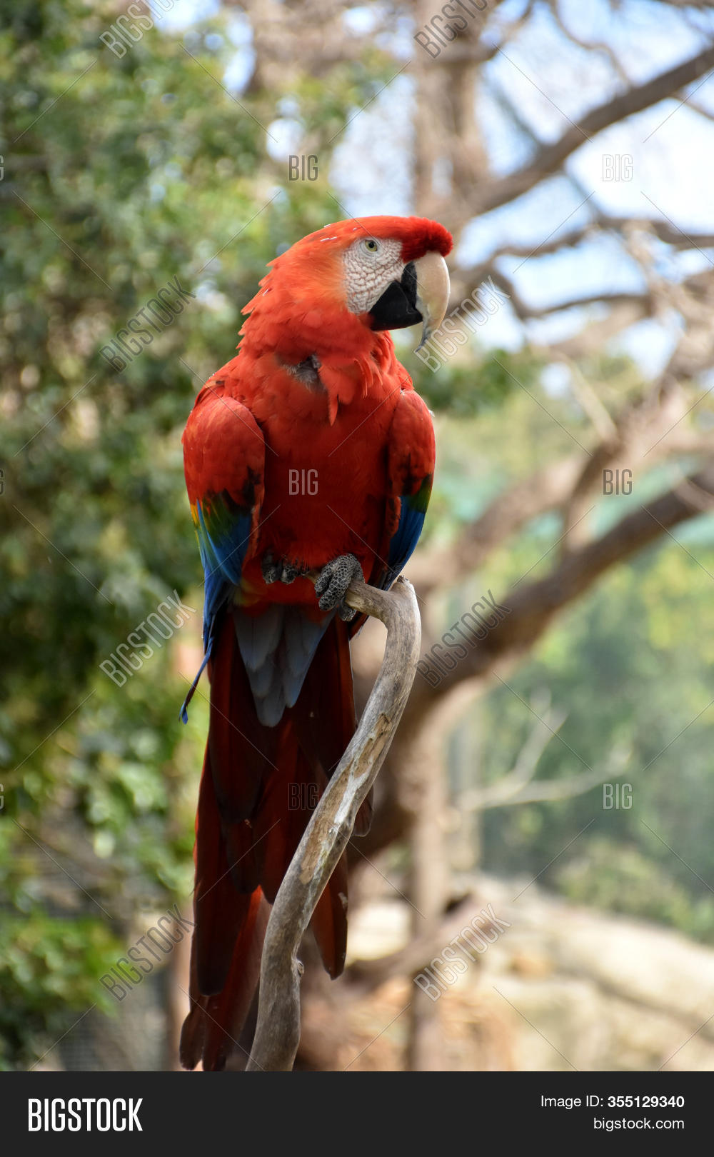 Beautiful Red Parrot Image & Photo (Free Trial) | Bigstock