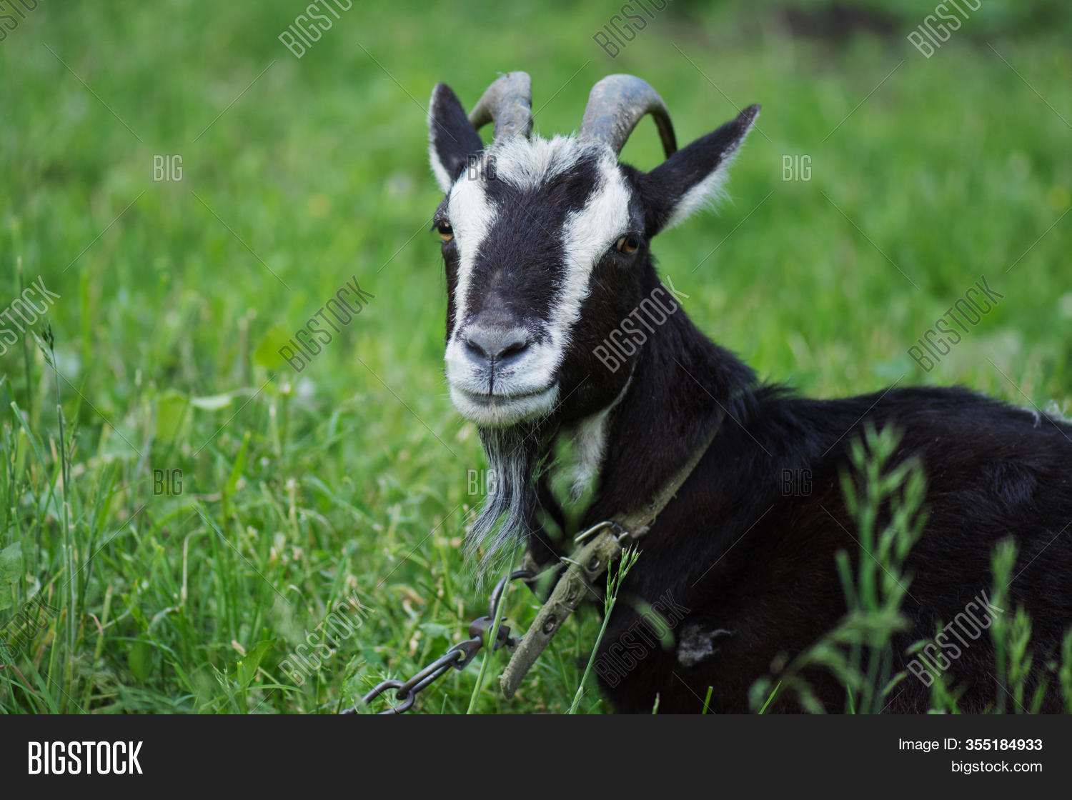 Portrait Black Goat. Image & Photo (Free Trial) | Bigstock