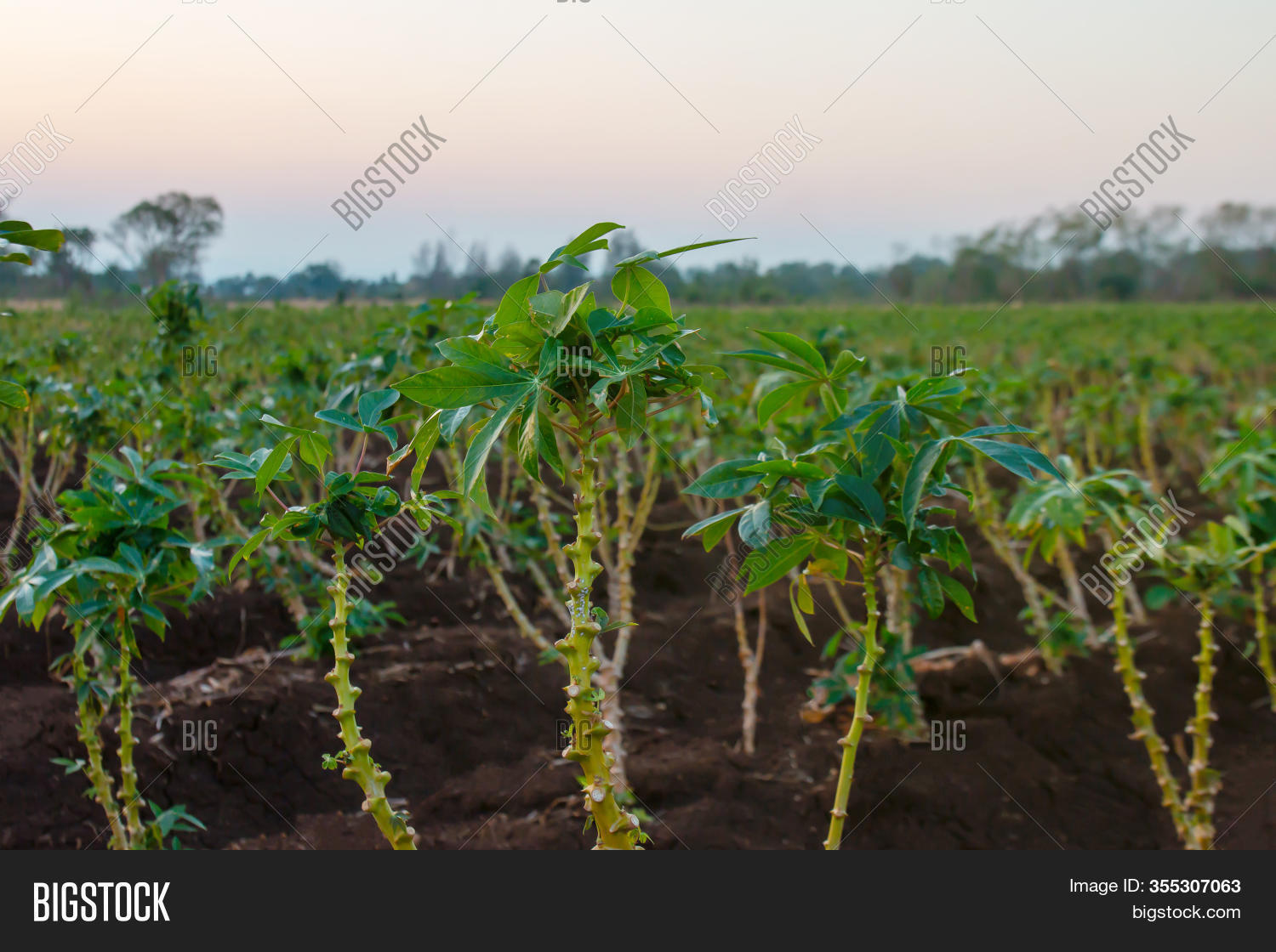 Cassava Tree Growth Image & Photo (Free Trial) | Bigstock