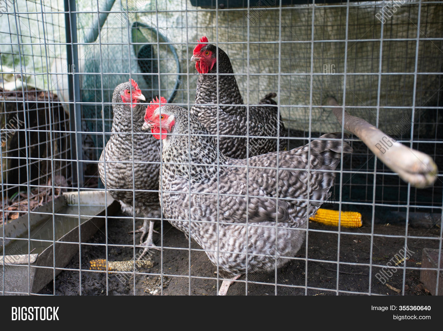 Chickens Behind Fence Image & Photo (Free Trial) | Bigstock
