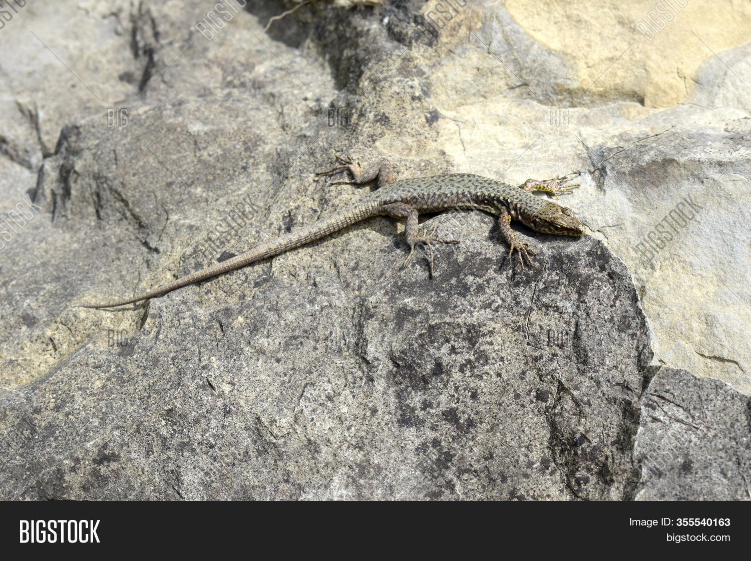 Gray Lizard Same Color Image & Photo (Free Trial) | Bigstock