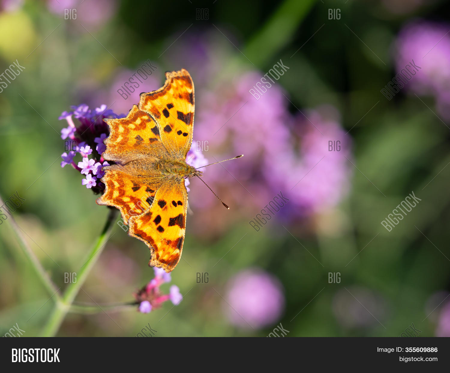 Comma Butterfly ( Image & Photo (Free Trial) | Bigstock