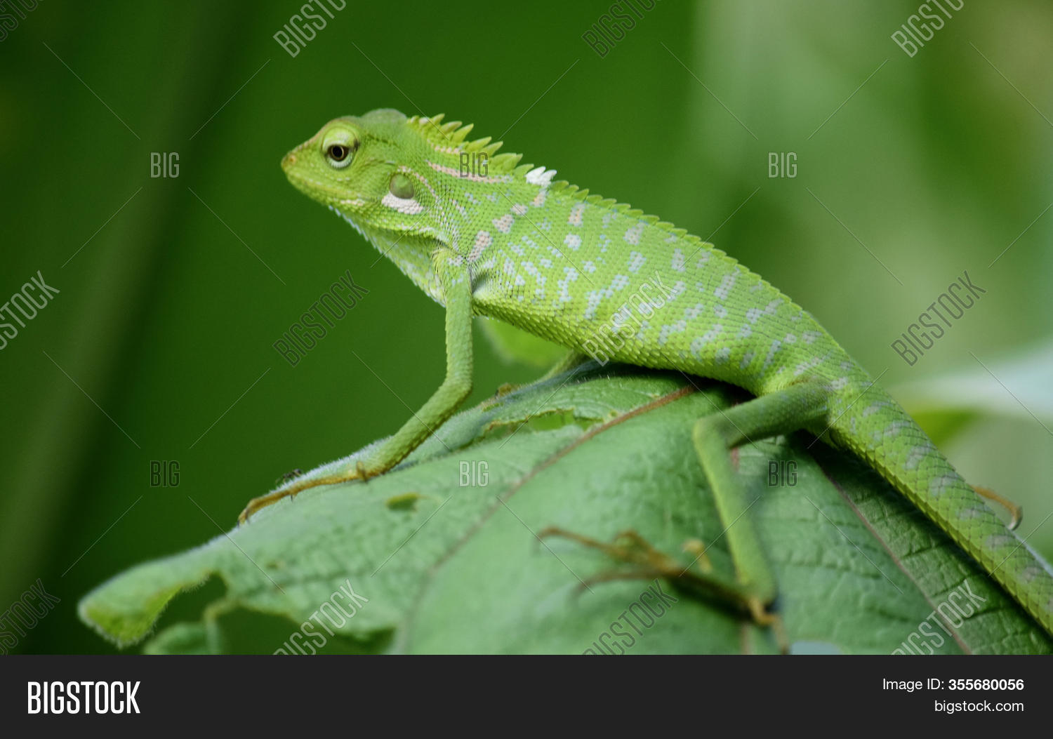 Camouflage Lizard