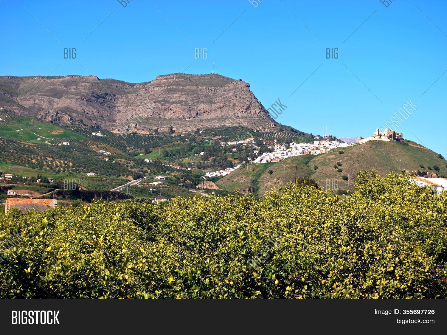 View Town Lemon Trees Image & Photo (Free Trial) | Bigstock