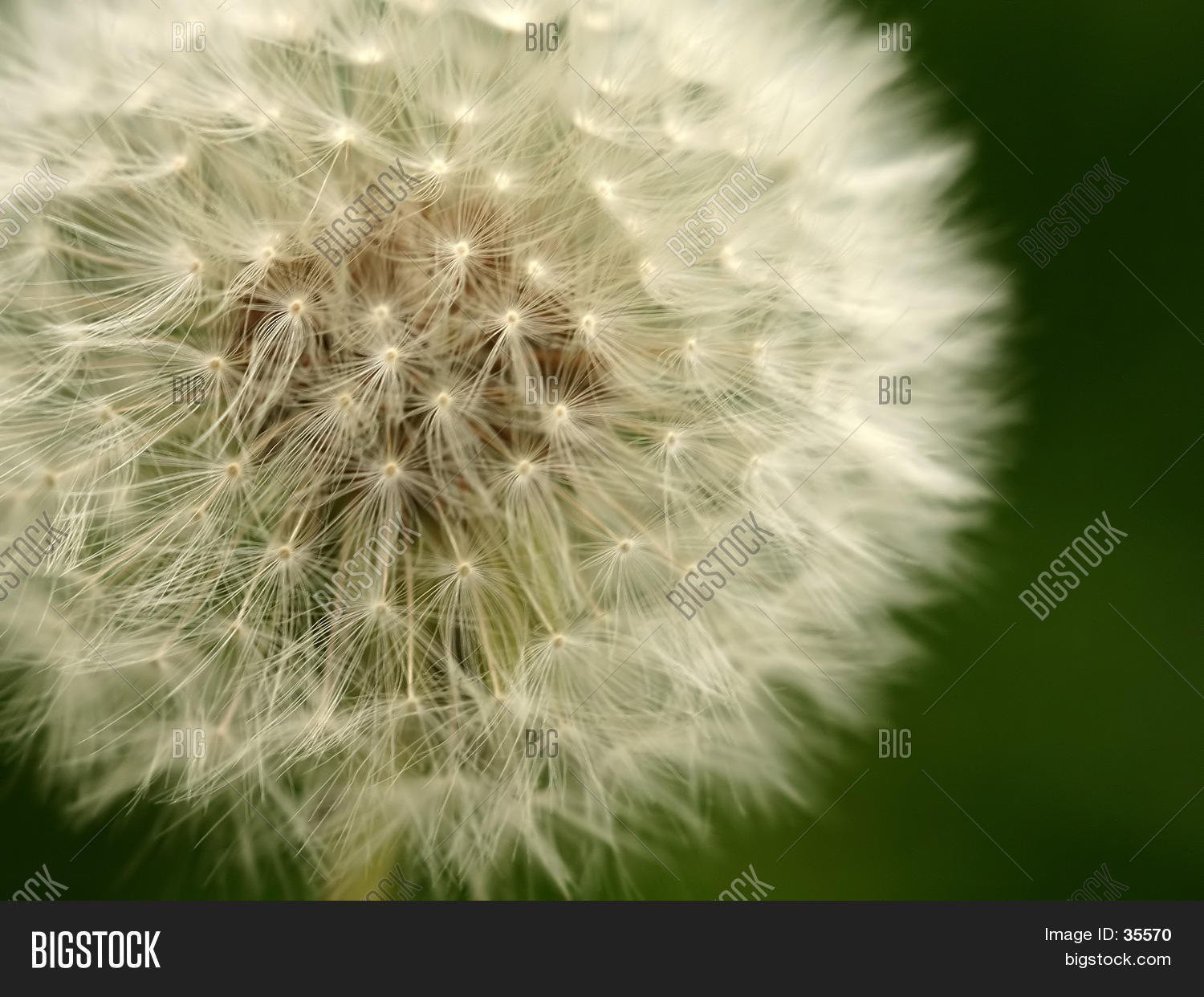 Dandelion Puff Image & Photo (Free Trial) | Bigstock