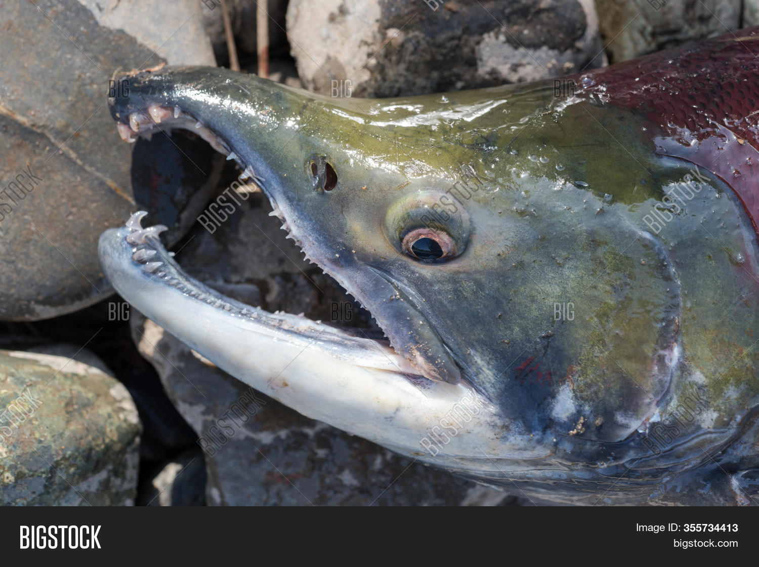 Wild Red Salmon Fish Image & Photo (Free Trial) | Bigstock