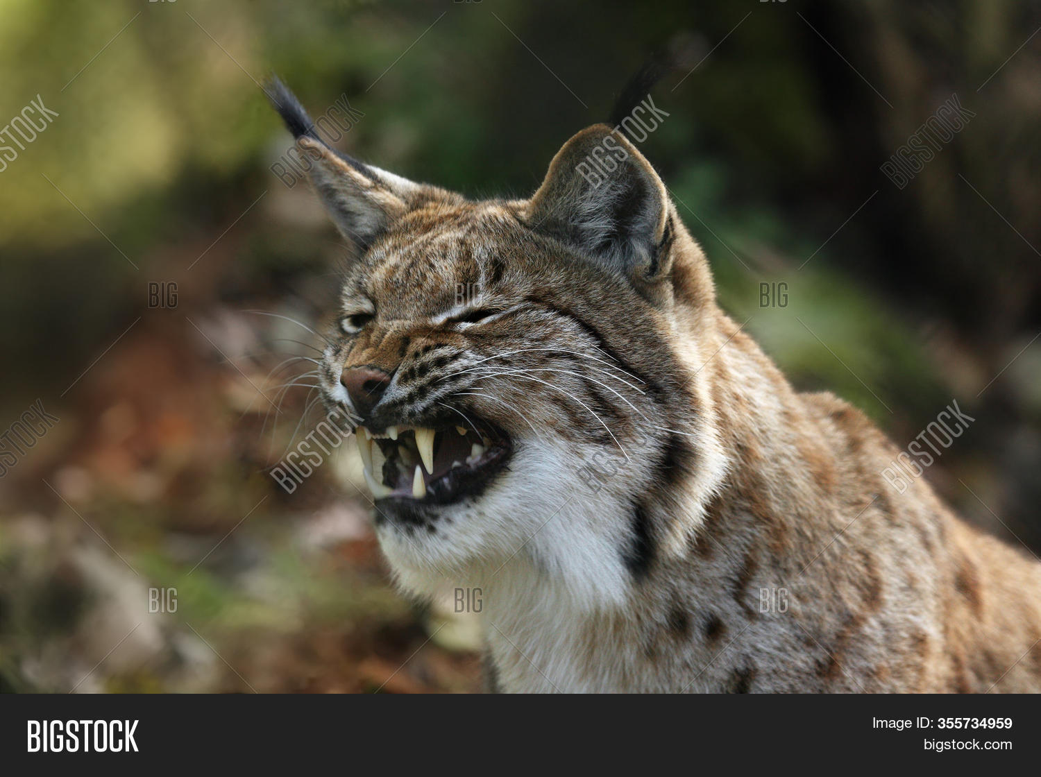 Detail Head Eurasian Image & Photo (Free Trial) | Bigstock