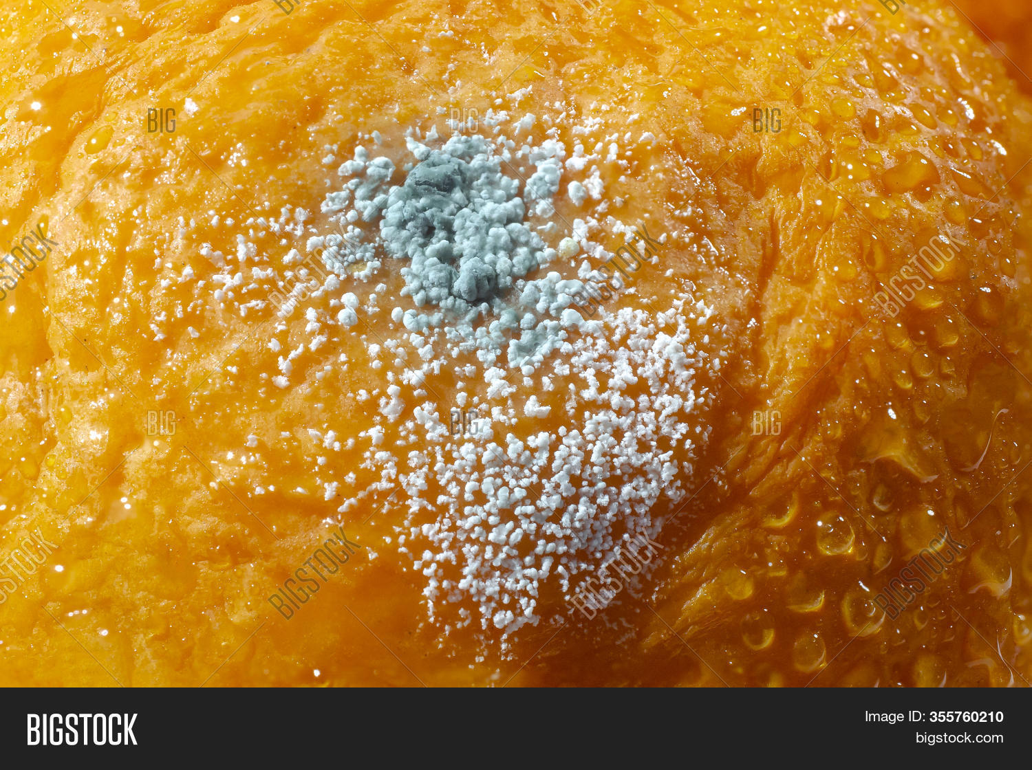 Rotten Citrus. Image & Photo (Free Trial) | Bigstock