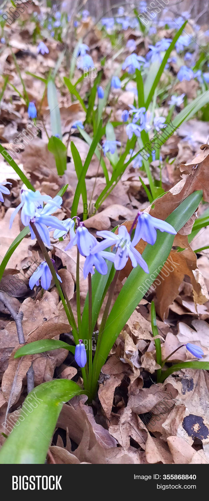 Blue Snowdrops Spring Image & Photo (Free Trial) | Bigstock