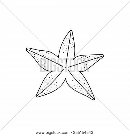 Doodle Sea Star Vector & Photo (Free Trial) | Bigstock
