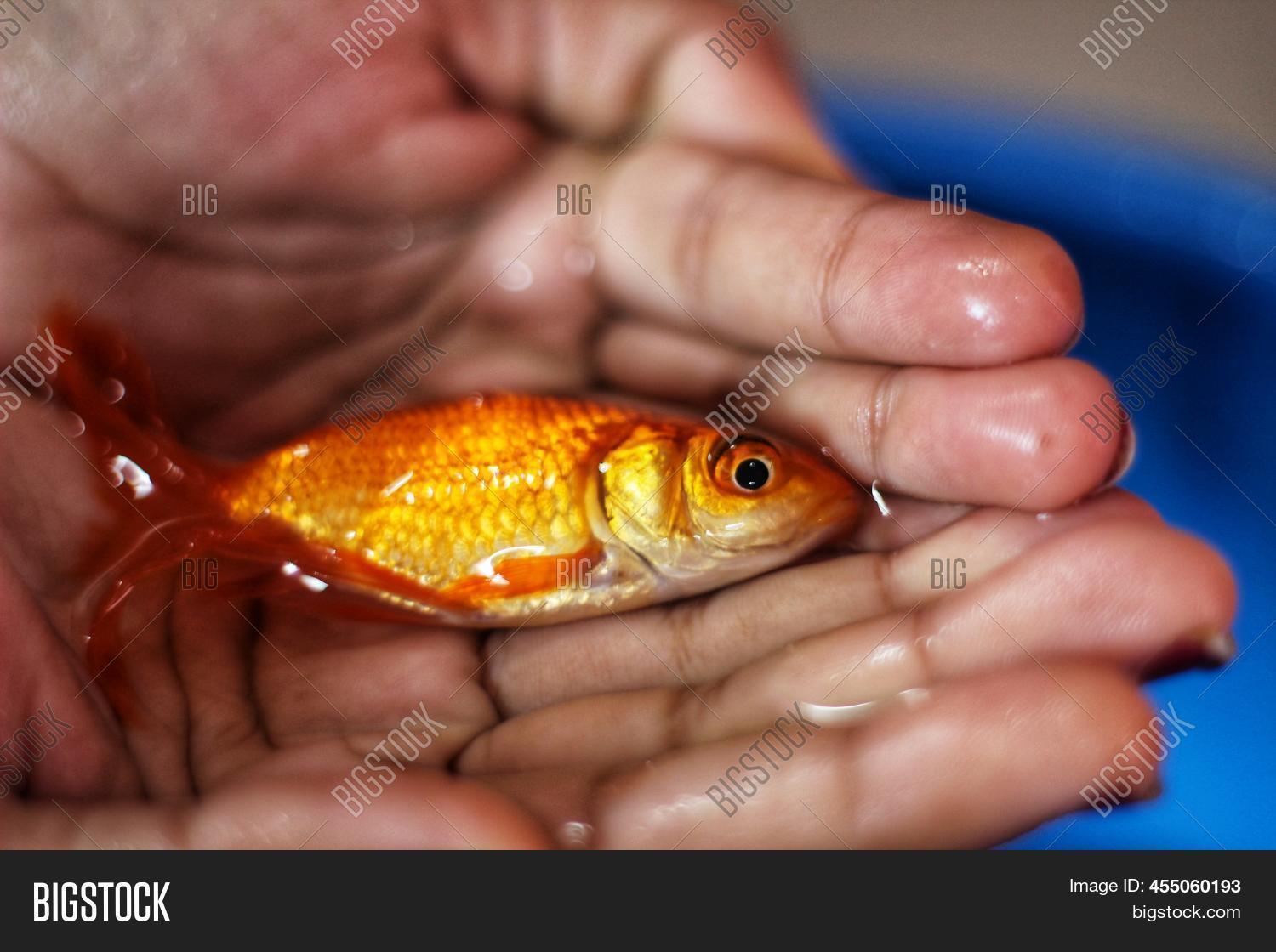Big Goldfish Palm Lady Image & Photo (Free Trial) | Bigstock