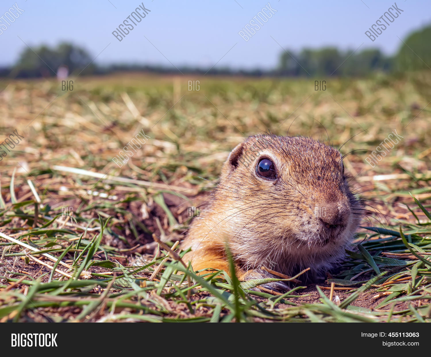 Gopher On Lawn Peeking Image & Photo (Free Trial) | Bigstock