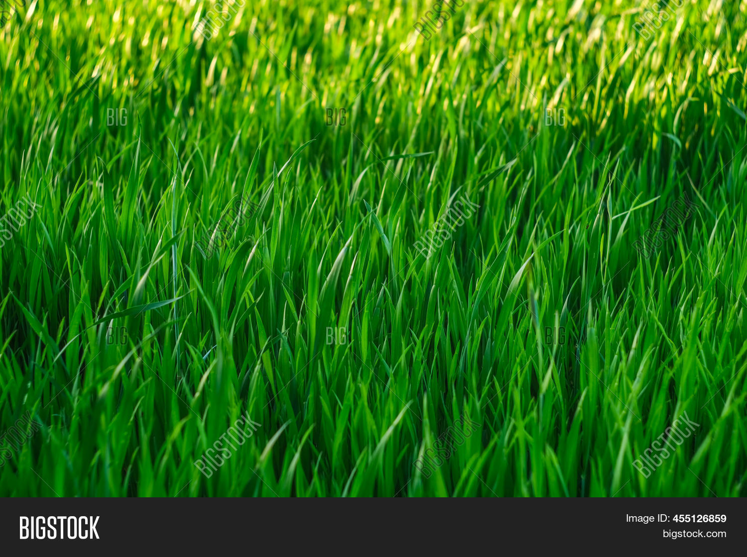 Growing Grass Background
