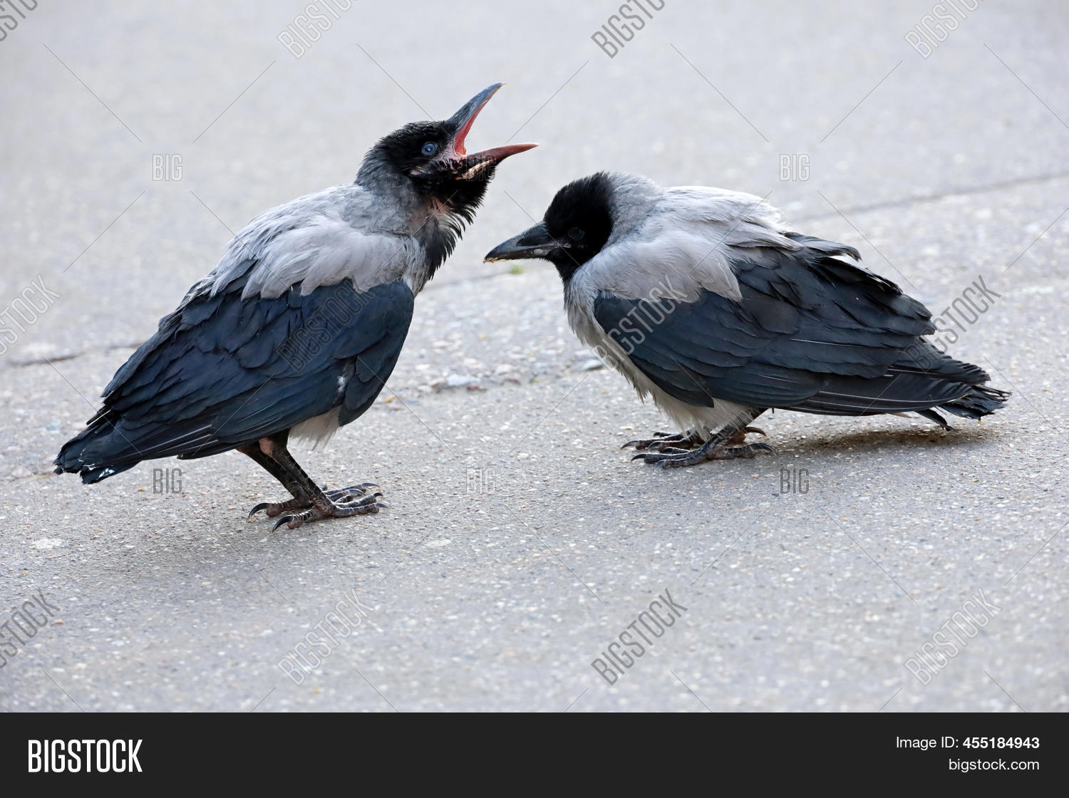 Two Black Hooded Crows Image & Photo (Free Trial) | Bigstock