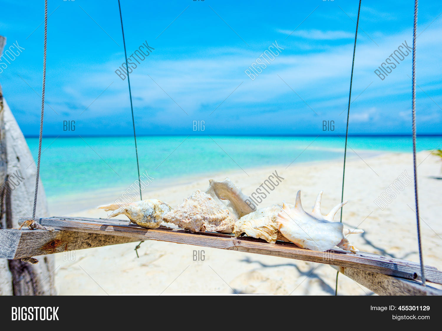 Underwater Shells On Image & Photo (Free Trial) | Bigstock