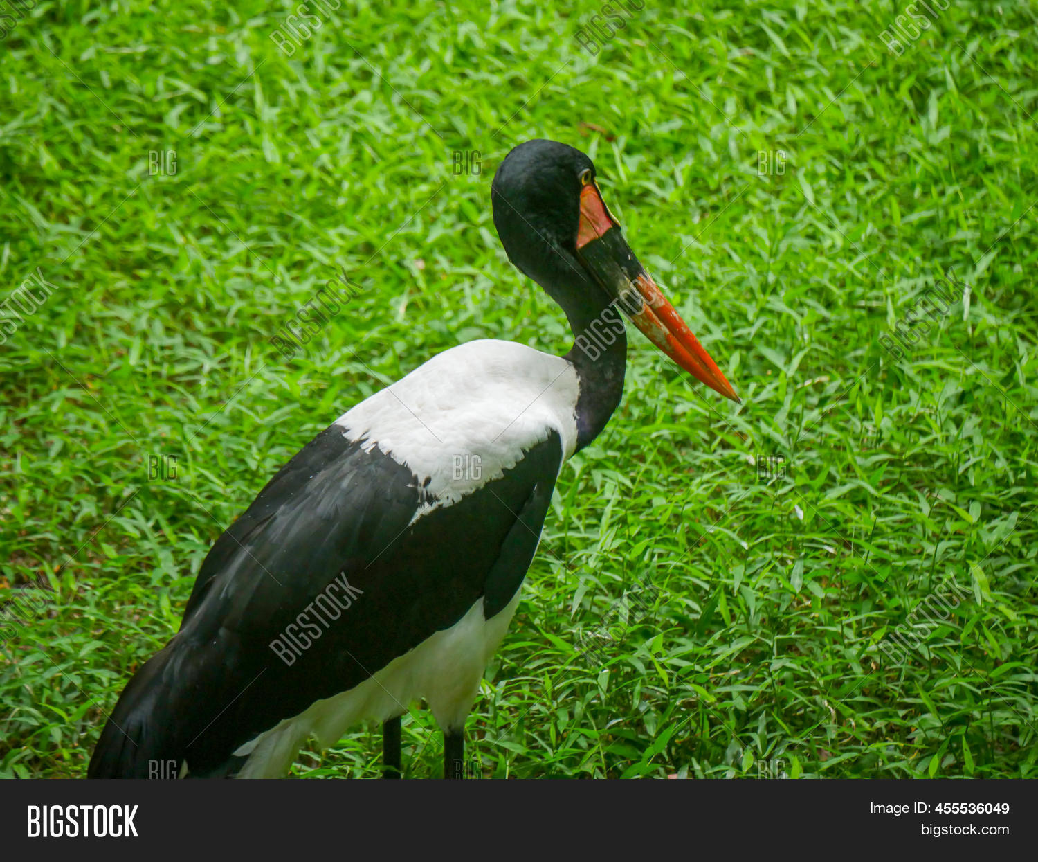 Saddle-billed Stork Image & Photo (Free Trial) | Bigstock