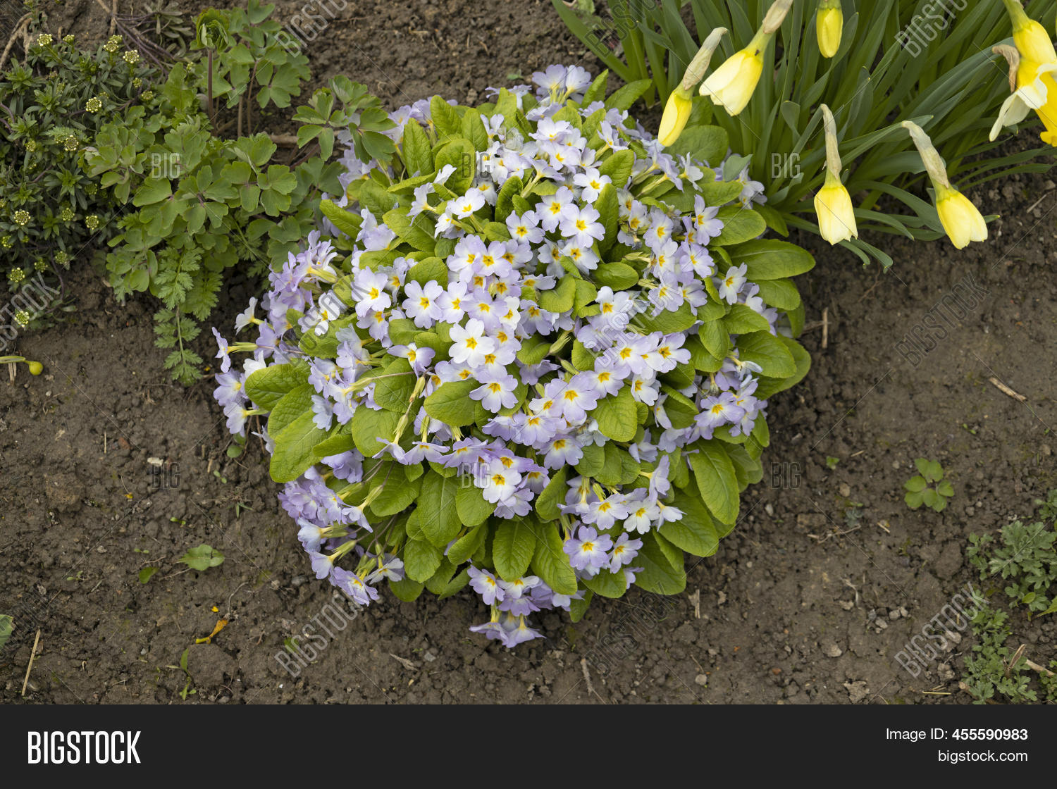 Blue Primrose Image & Photo (Free Trial) | Bigstock