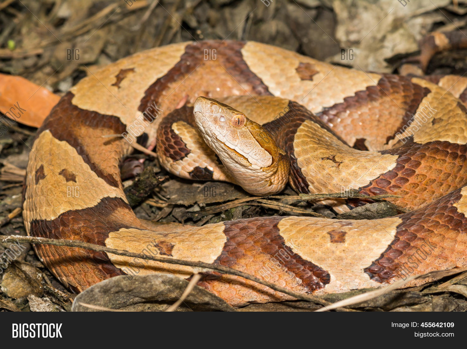 Eastern Copperhead Image & Photo (Free Trial) | Bigstock