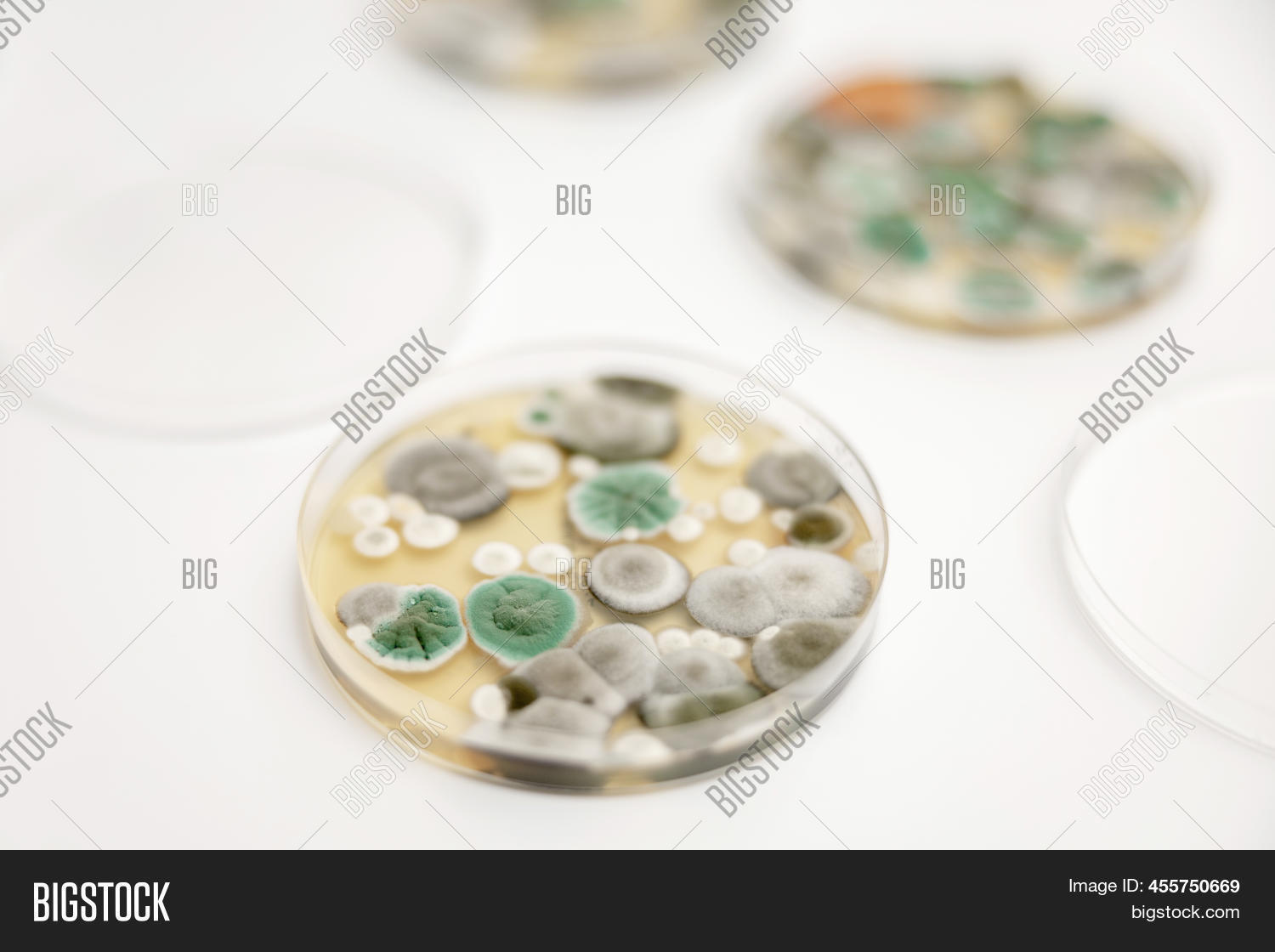 Mold Samples On White Image & Photo (Free Trial) | Bigstock