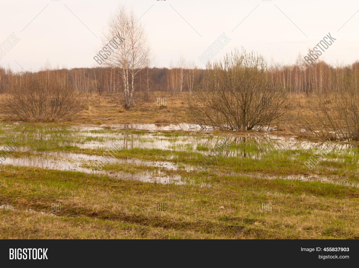 Flooded Trees Swampy Image & Photo (Free Trial) | Bigstock