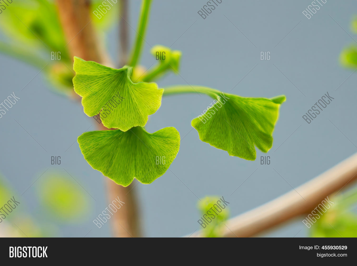 Branch Young Ginkgo Image & Photo (Free Trial) | Bigstock