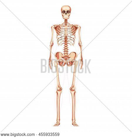 Women Skeleton Human Vector & Photo (Free Trial) | Bigstock
