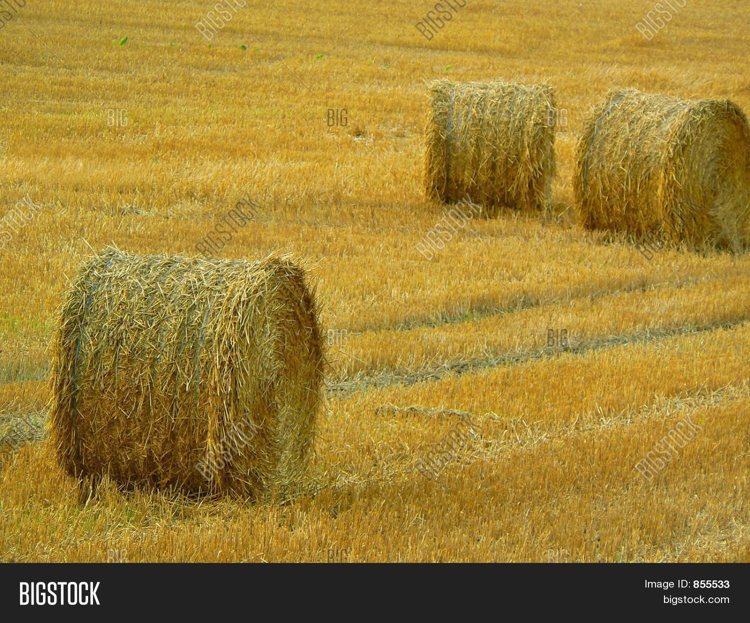 Hay Bales Image & Photo (Free Trial) | Bigstock