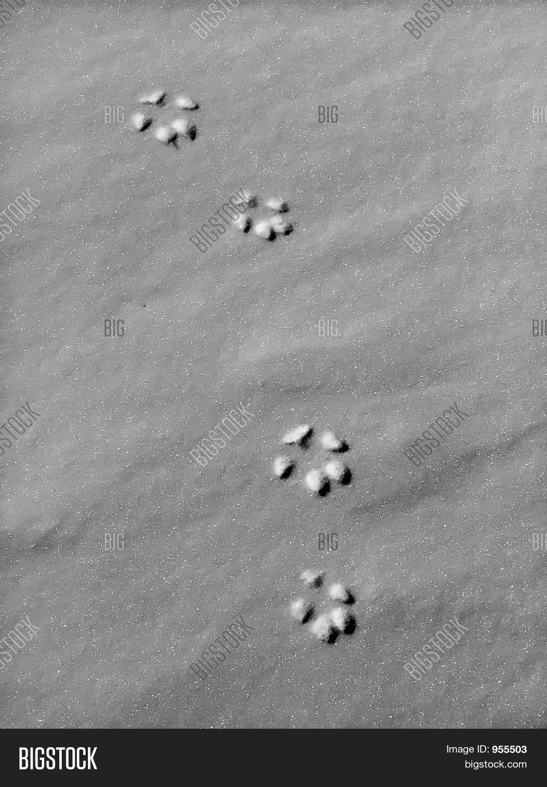 Lynx Track Portrait Image & Photo (Free Trial) | Bigstock