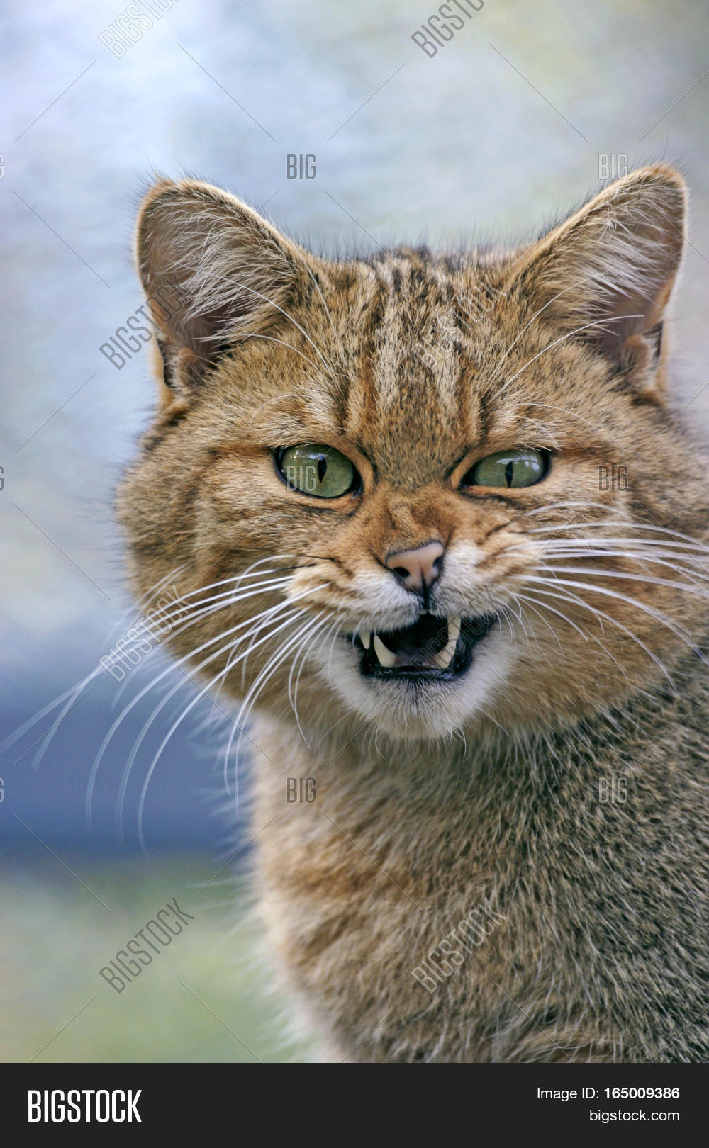 Head European Wildcat Image & Photo (Free Trial) | Bigstock
