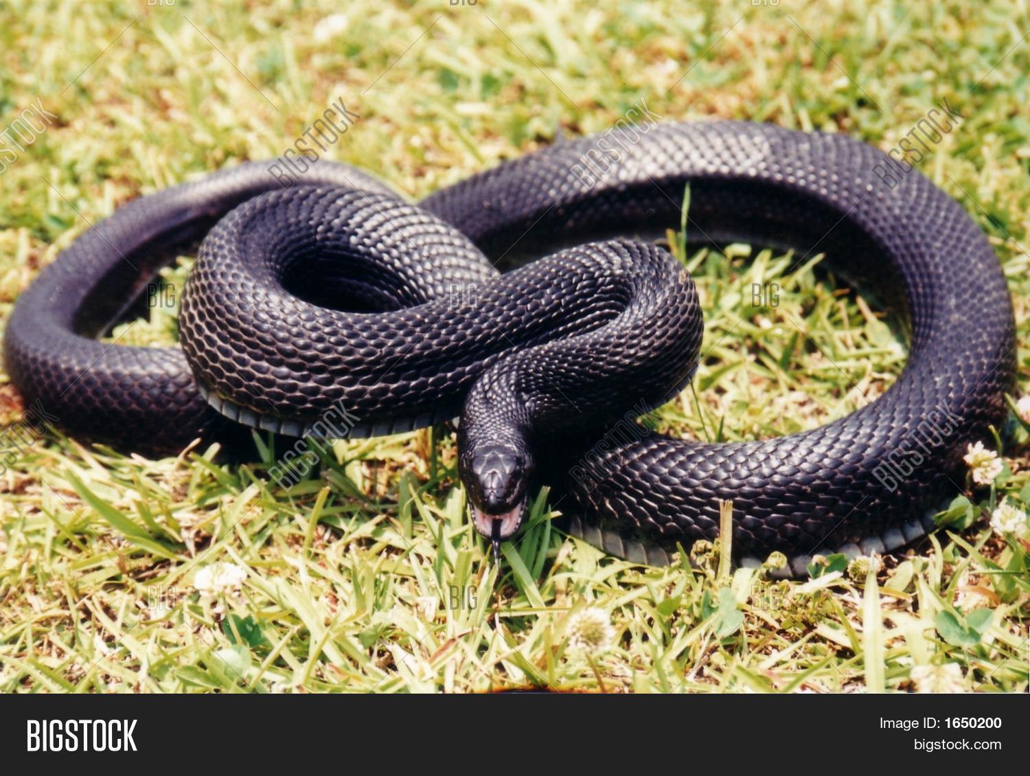 Black Snake Image & Photo (Free Trial) | Bigstock