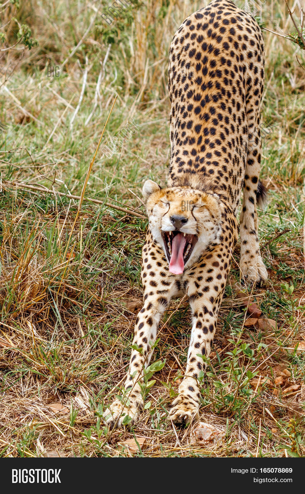 Cheetah Stretching Image & Photo (Free Trial) | Bigstock