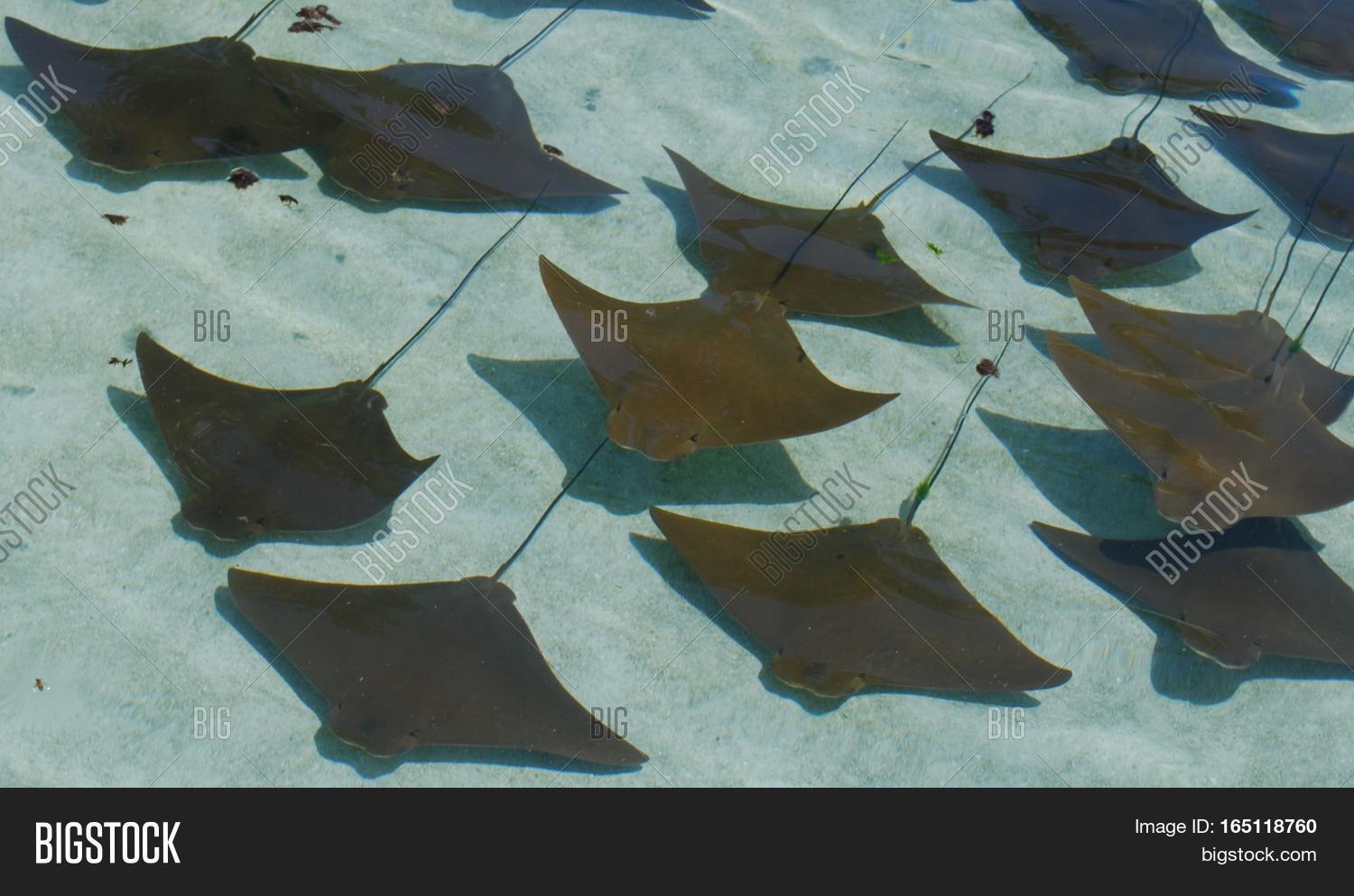 Cow Nose Rays Swimming Image & Photo (Free Trial) | Bigstock